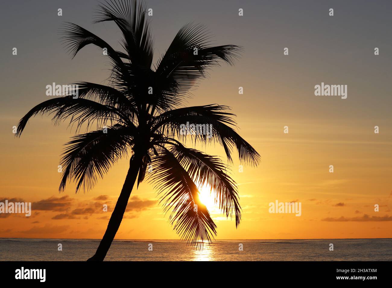 Coconut Trees Beach Sunset