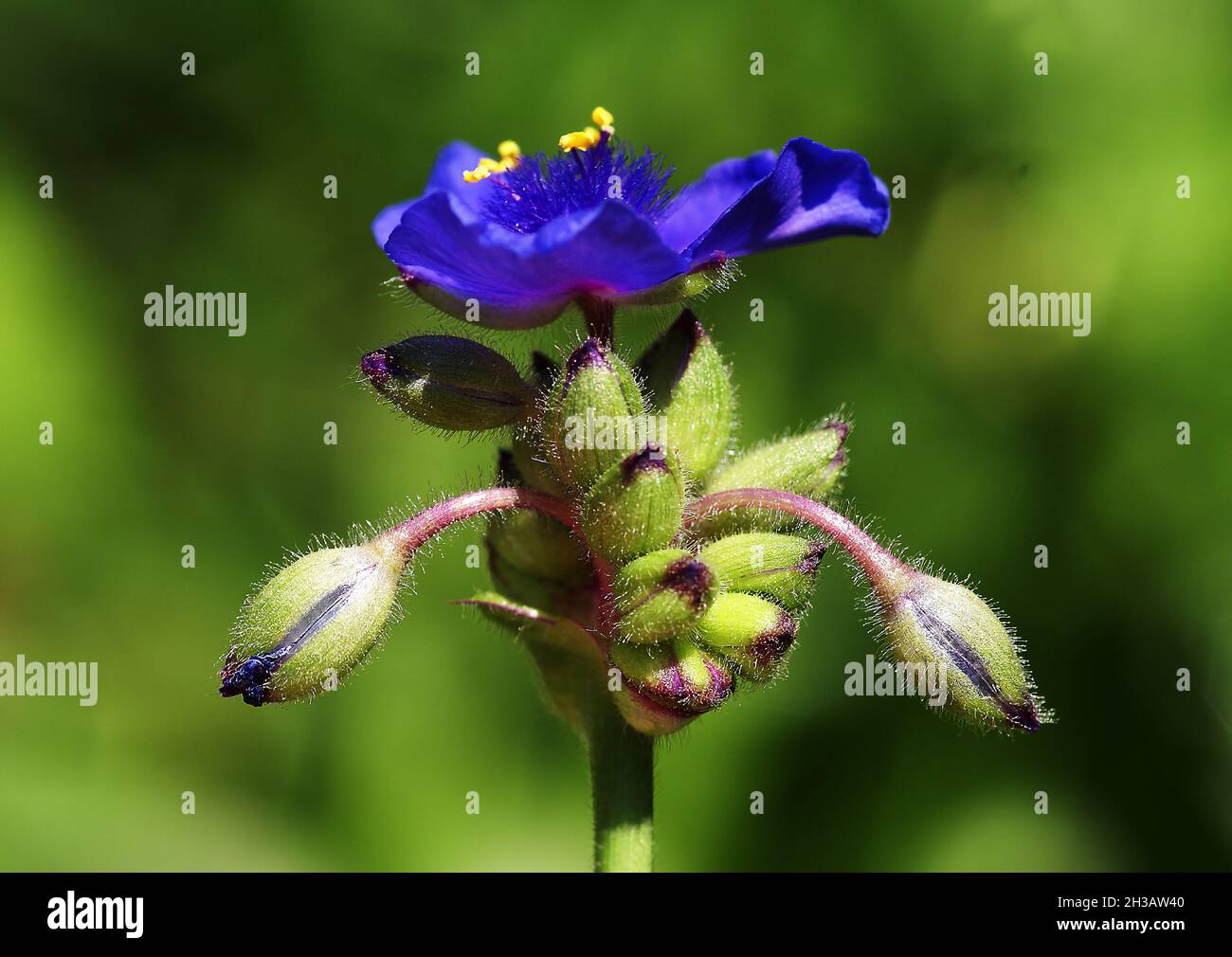 Pulsatilla pratensis (small pasque flower) is a species of the genus ...