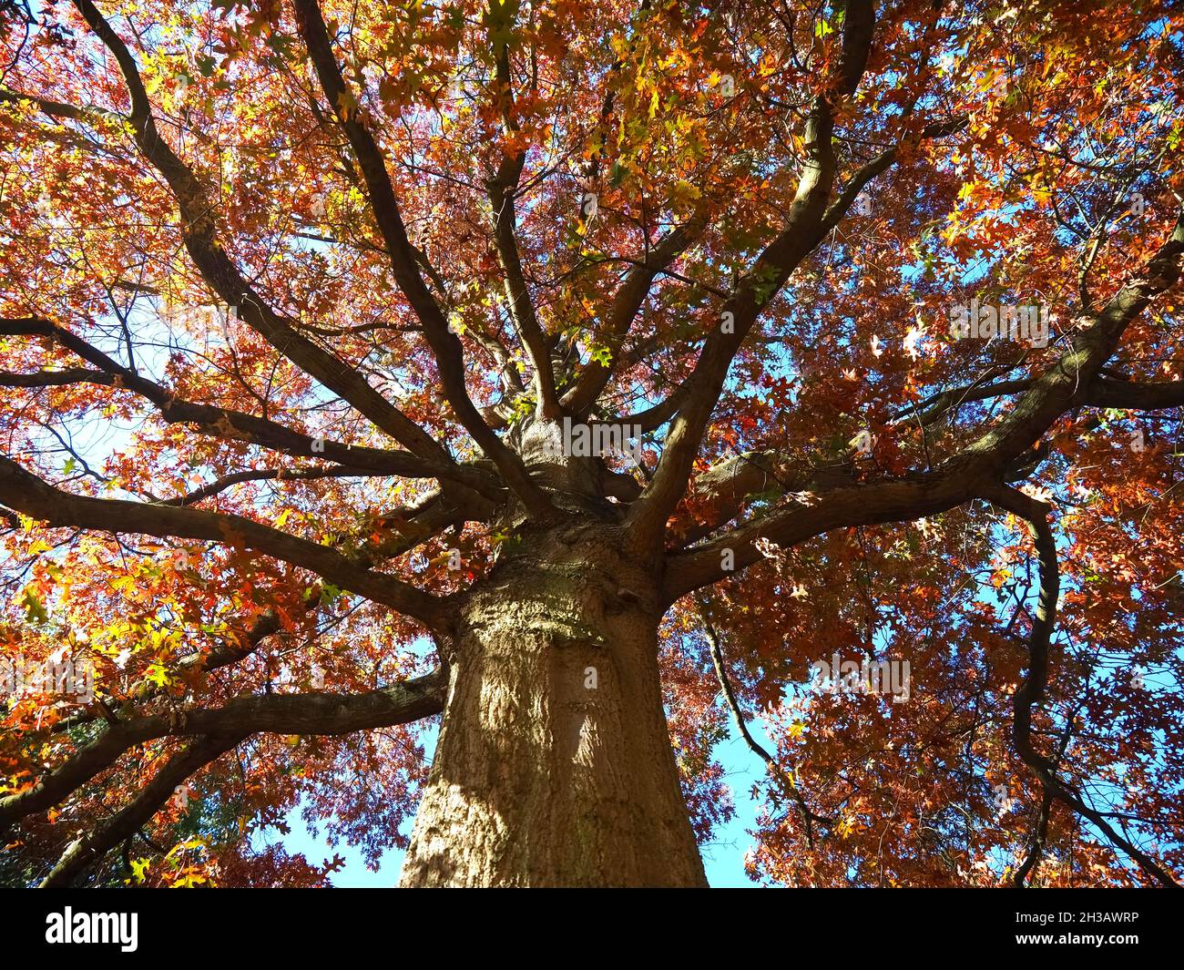 Big scarlet oak tree querus coccinea in autumn Stock Photo - Alamy