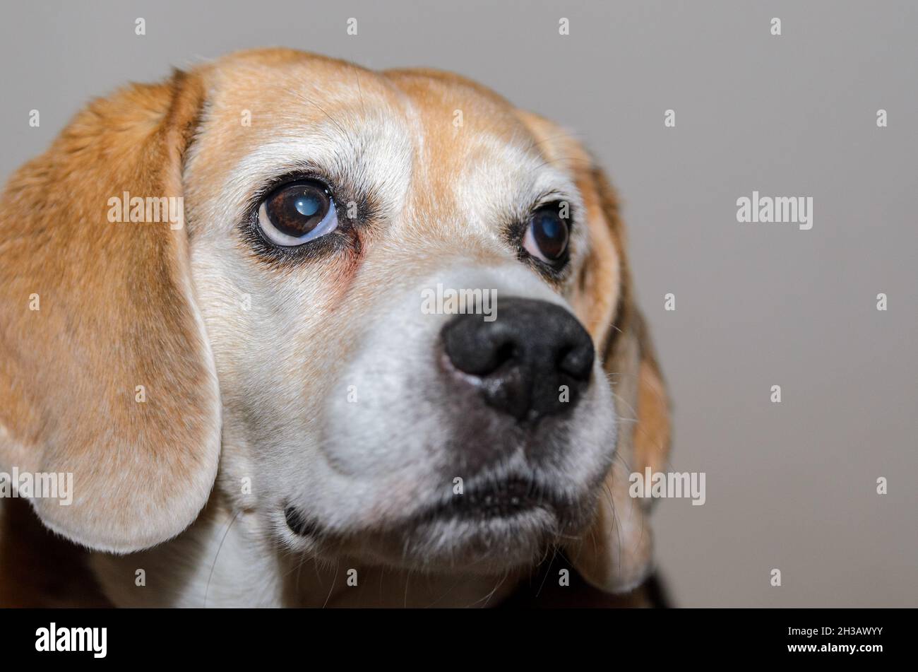 old beagle dog looking at camera Stock Photo - Alamy