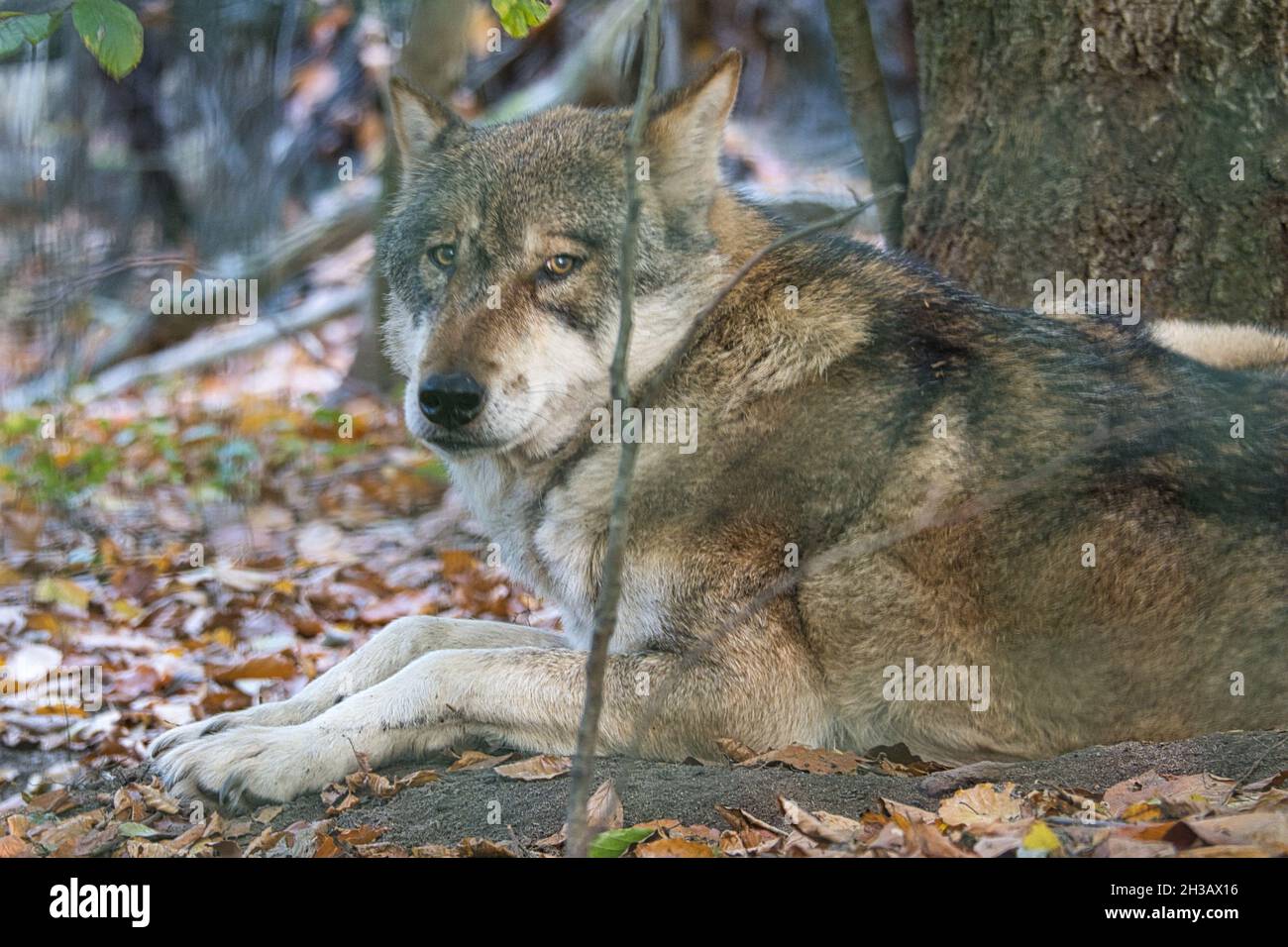 mongolian wolf in a deciduous forest in close up. relaxed animals that ...