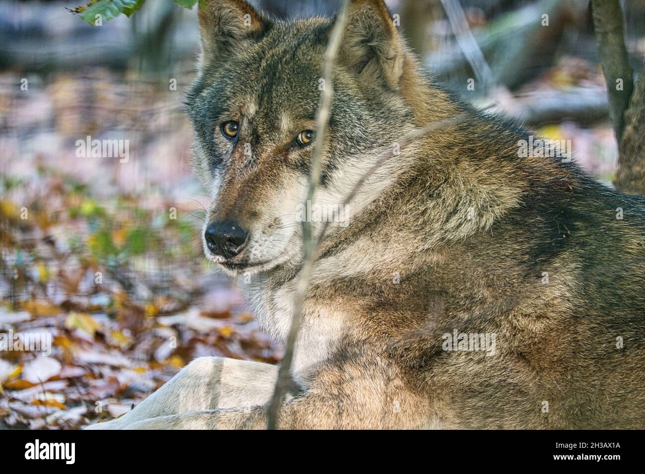 mongolian wolf in a deciduous forest in close up. relaxed animals that ...