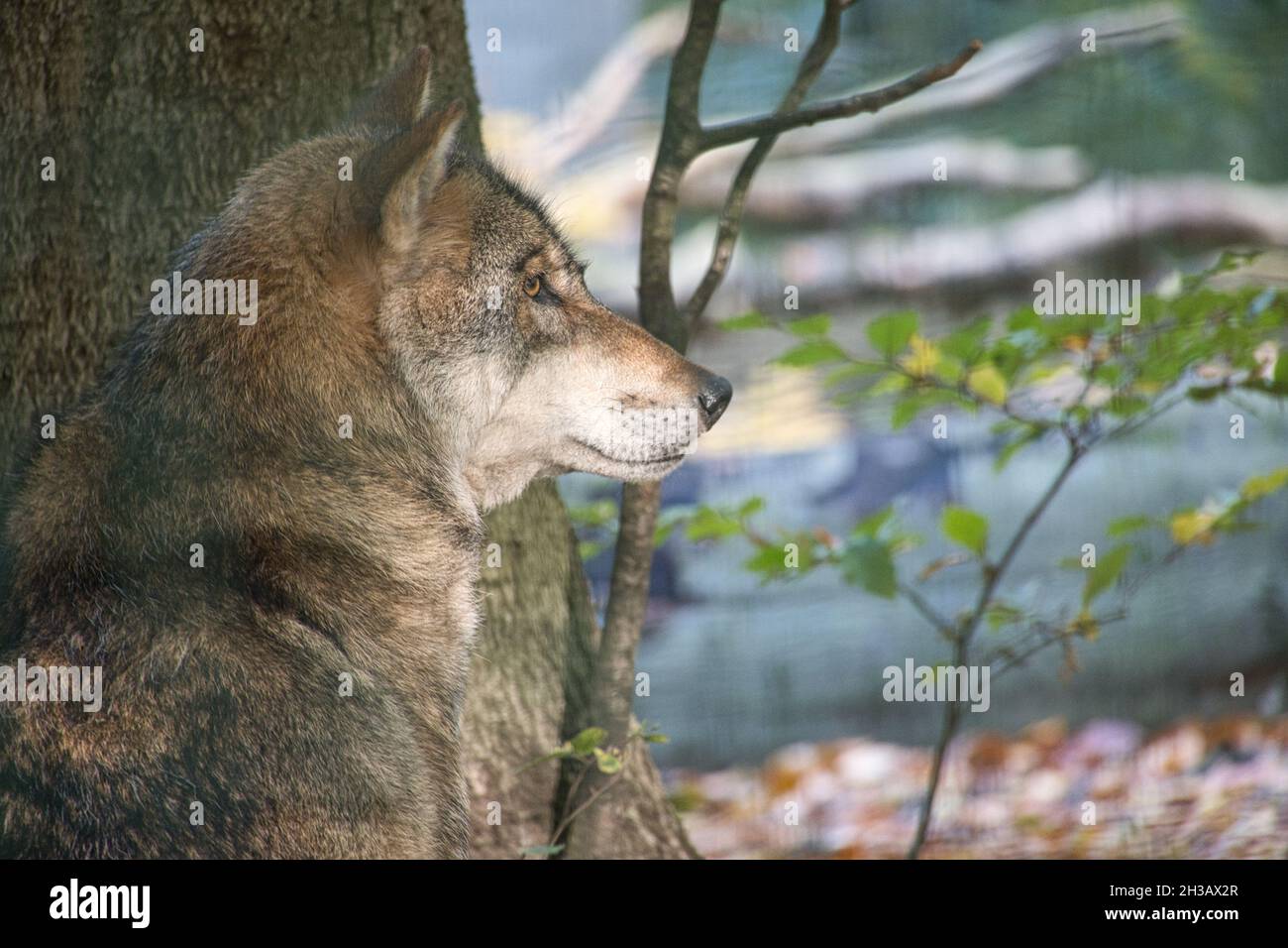 mongolian wolf in a deciduous forest in close up. relaxed animals that ...