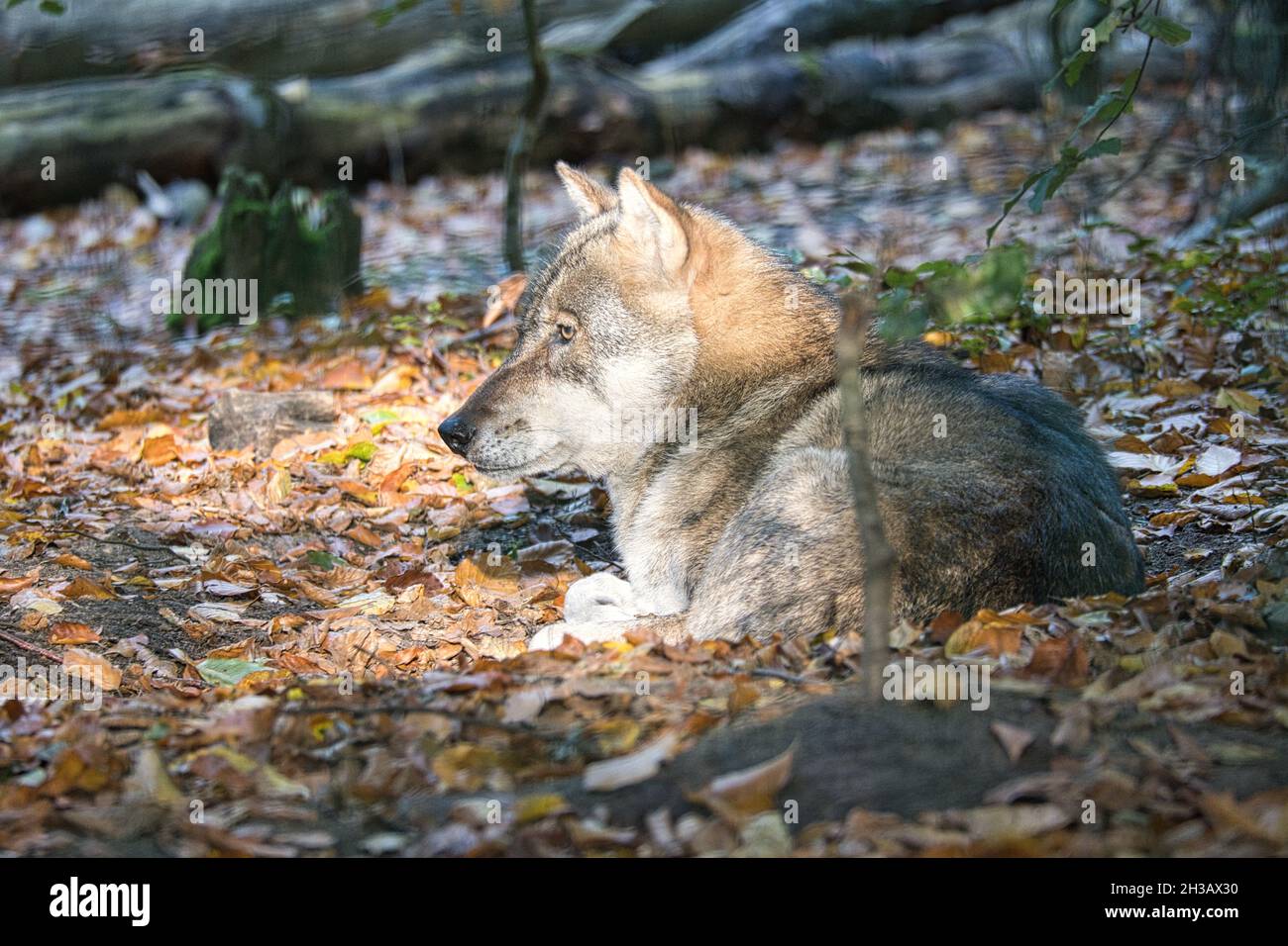 mongolian wolf in a deciduous forest in close up. relaxed animals that ...