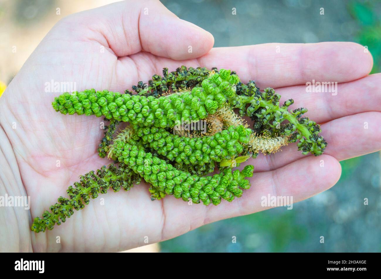 Sere flowers hi-res stock photography and images - Alamy