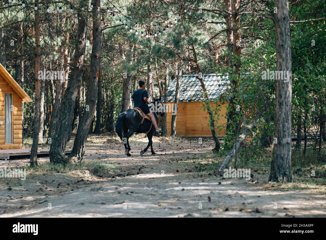 Back view of a young man riding a horse in the forest on a sunny day ...