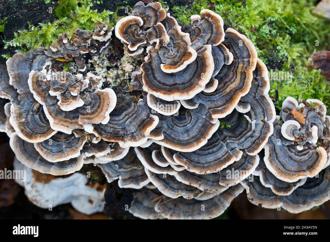 Polyporus versicolor hi-res stock photography and images - Alamy