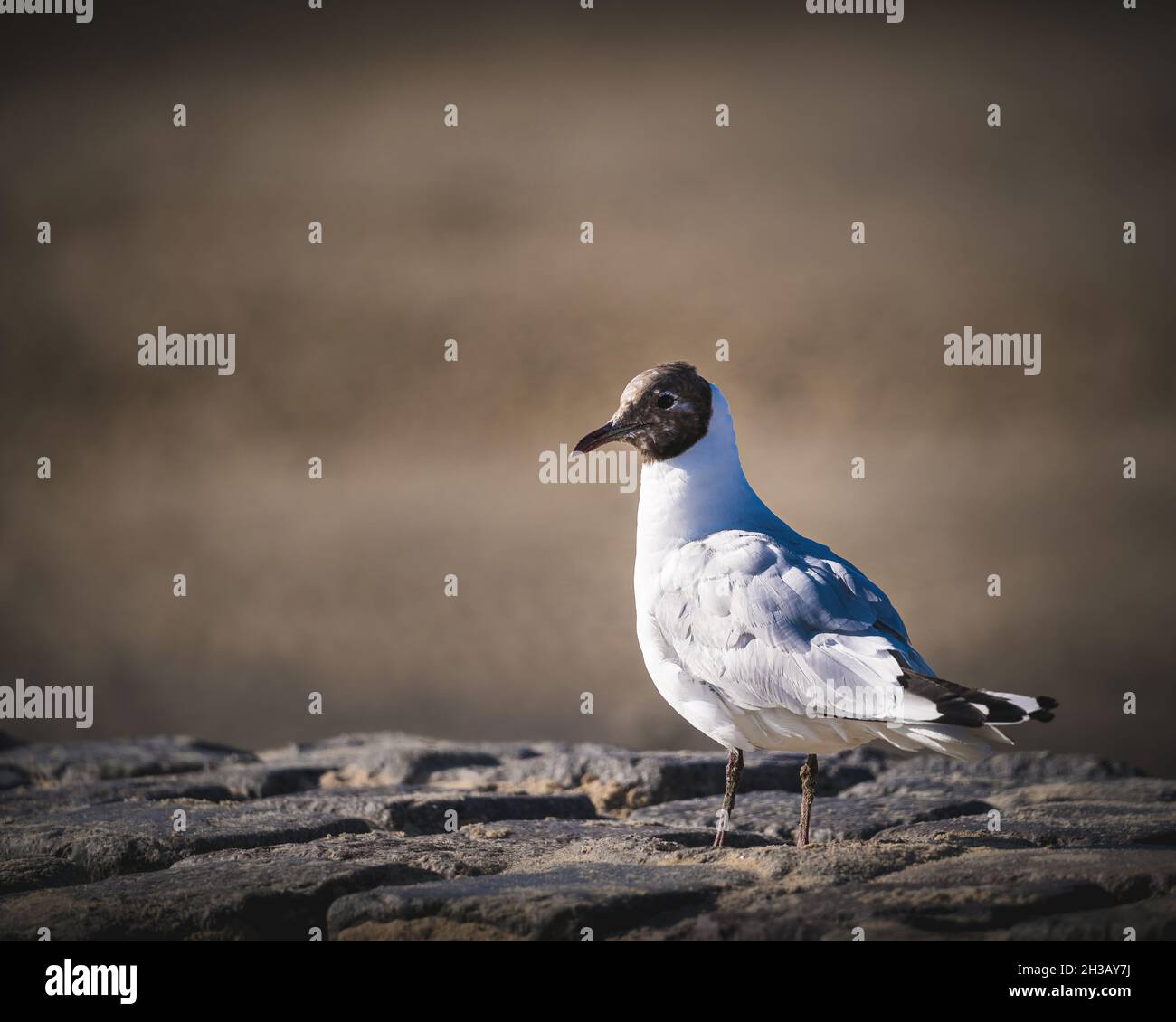 Little Seagull at the beach in north sea germany Stock Photo - Alamy