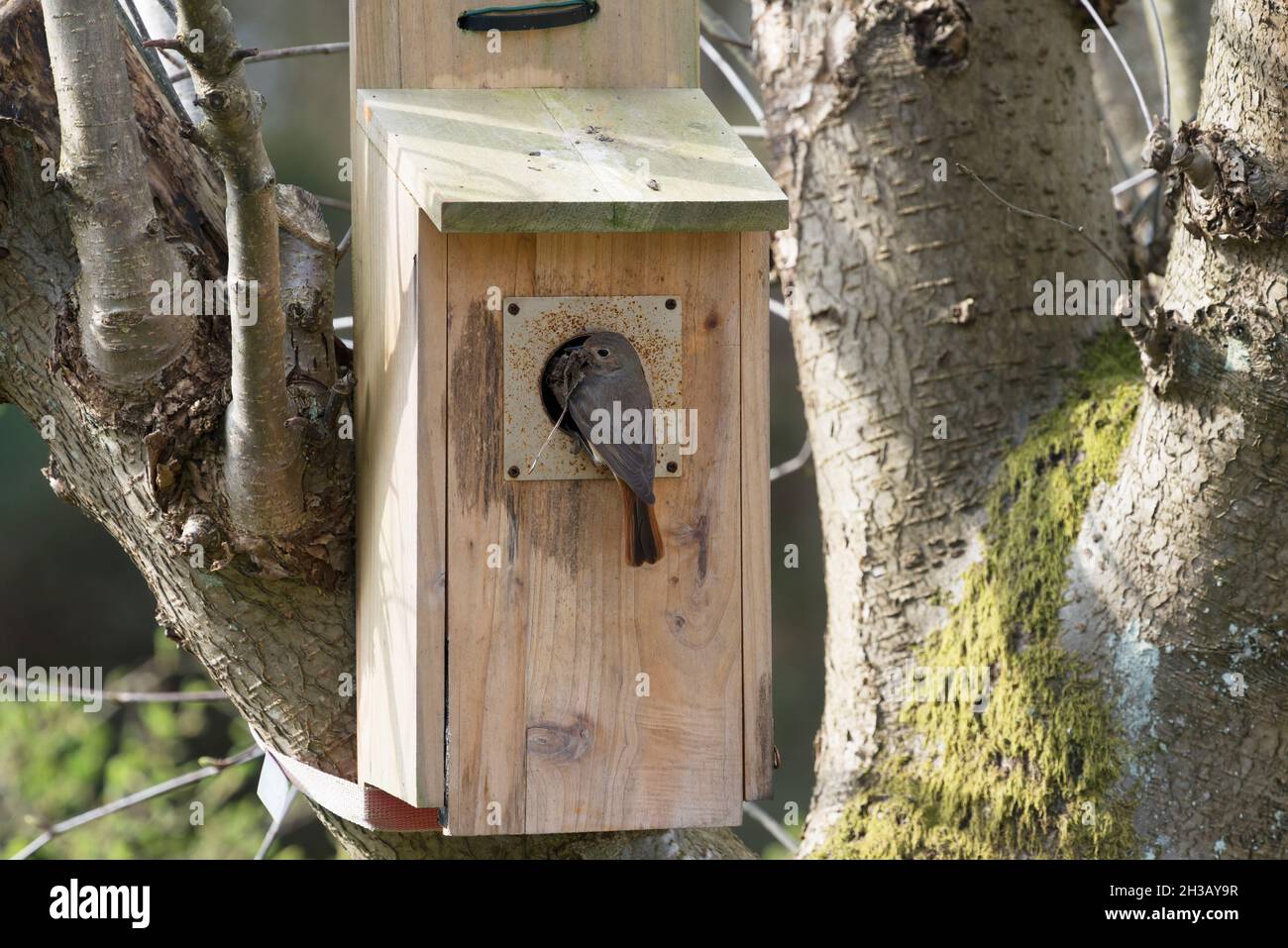 Female Black Redstart bringing material to a Birdhouse Stock Photo - Alamy