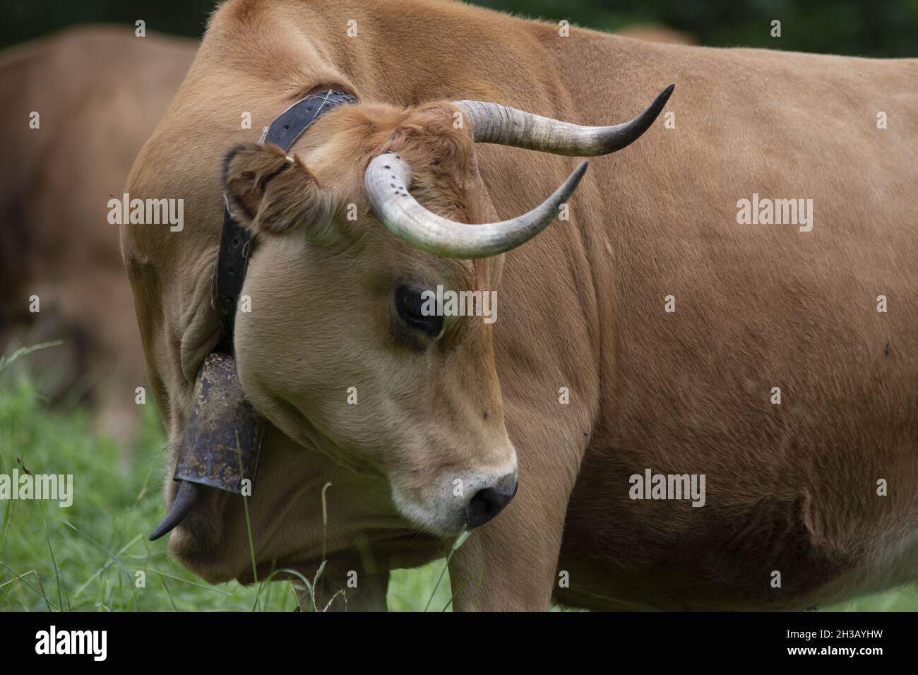 cow eating grass in the countryside in the basque country in spain ...