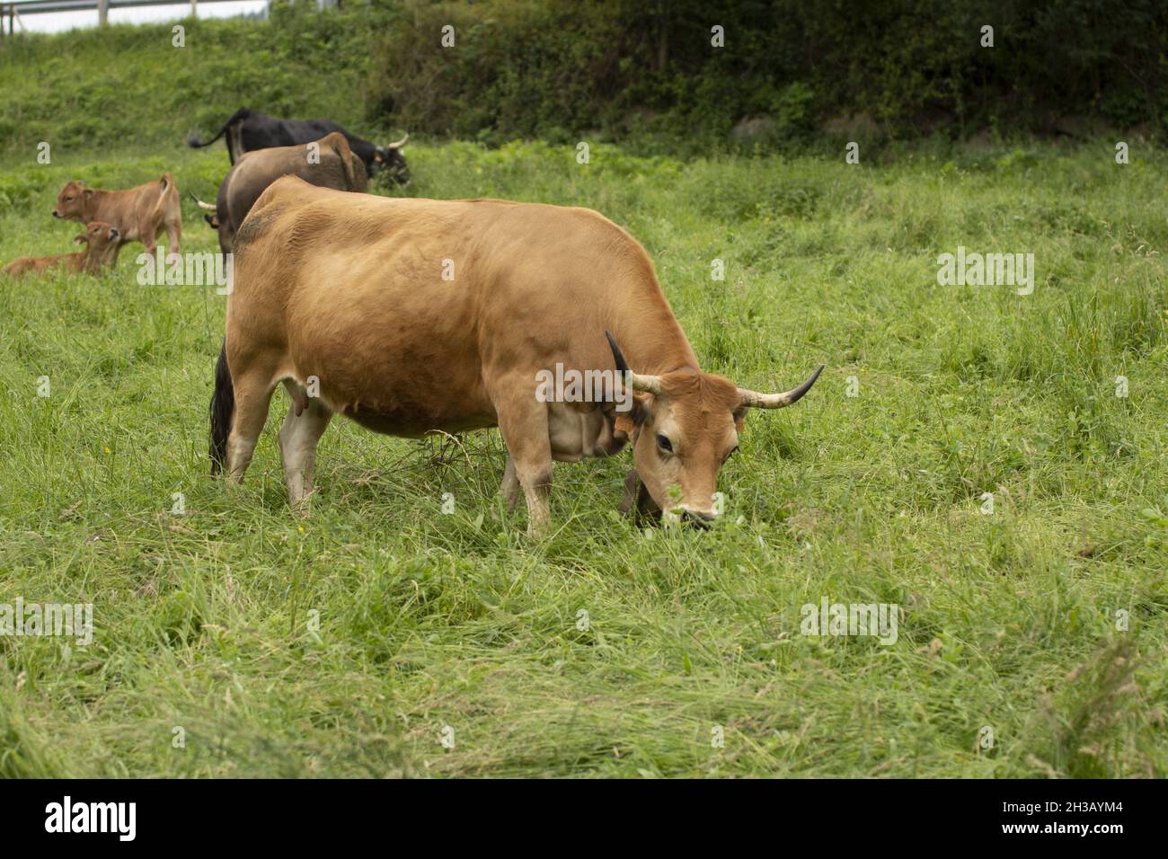 cow eating grass in the countryside in the basque country in spain ...