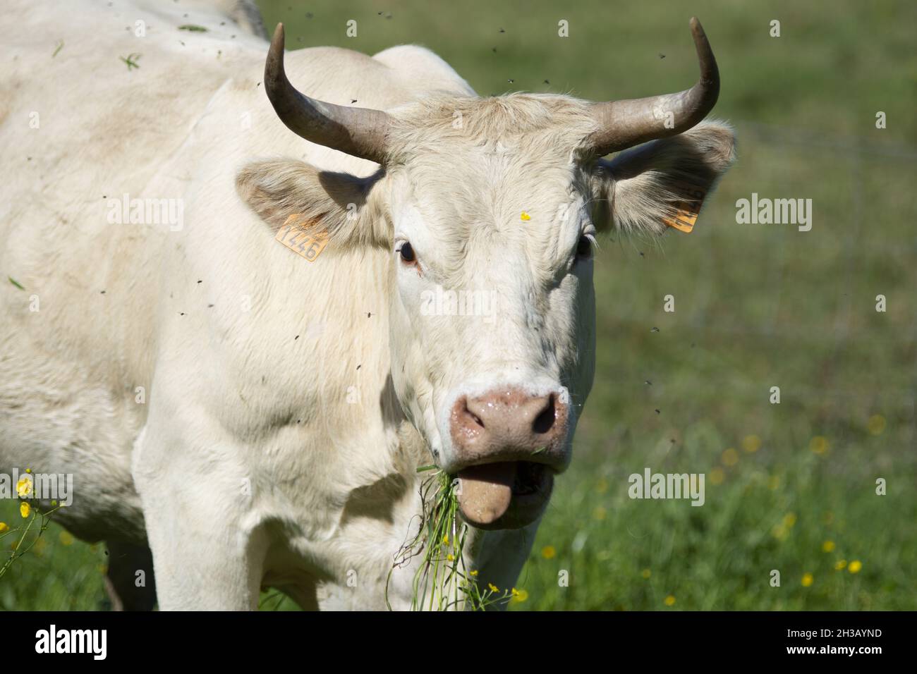 cow eating grass in the countryside in the basque country Stock Photo ...