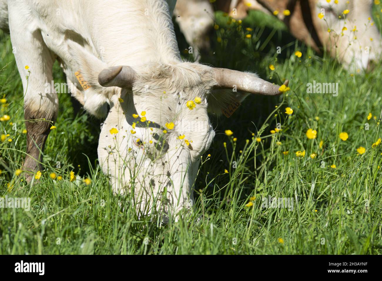 cow eating grass in the countryside in the basque country Stock Photo ...