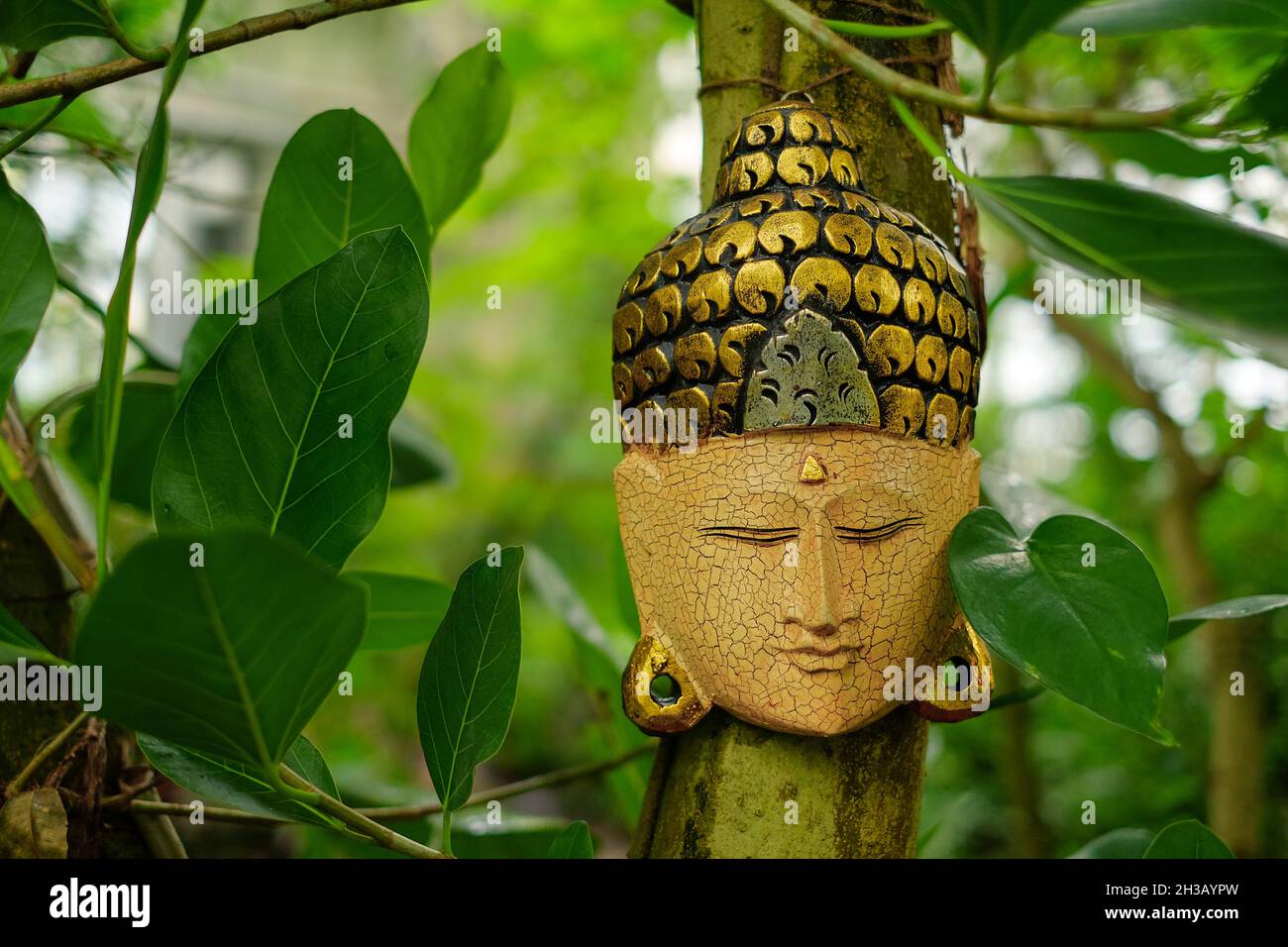 Beautiful Buddha mask face on the tree in jungle near India temple ...