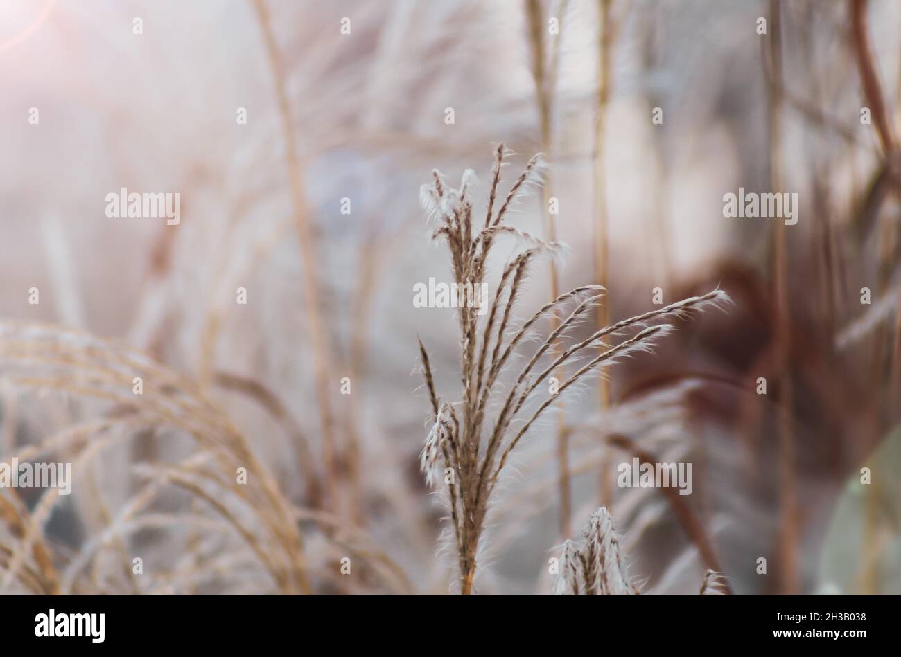 Closeup of beautiful common reed in a field Stock Photo - Alamy