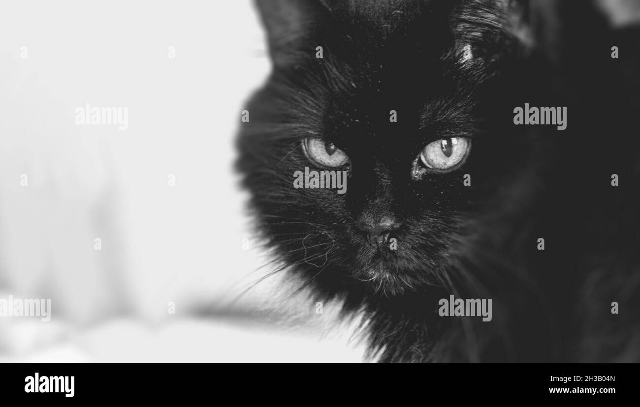 Grumpy black cat hi-res stock photography and images - Alamy