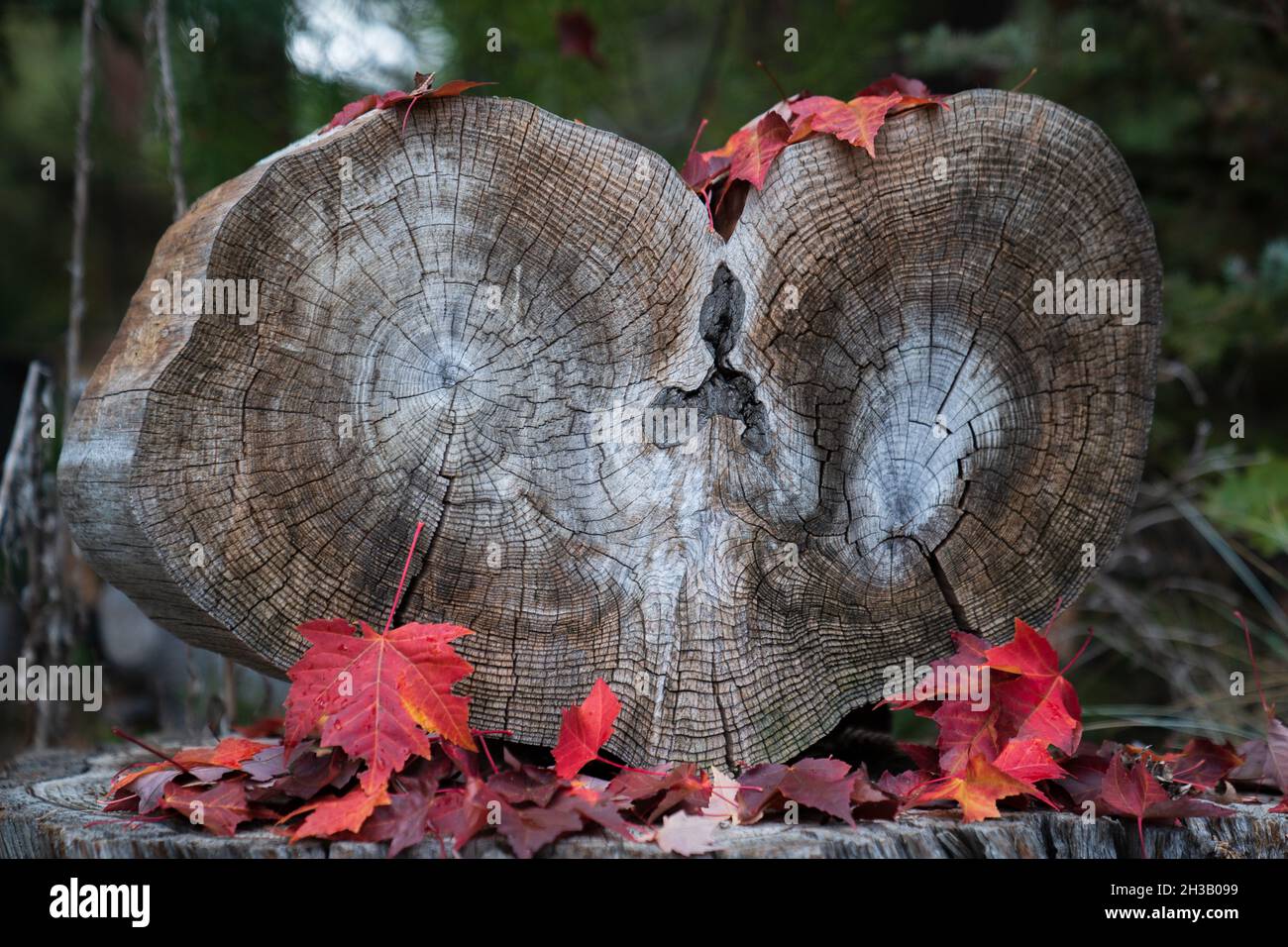 Love is everywhere around us Stock Photo - Alamy