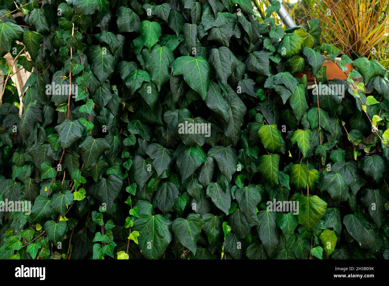Background of wall of mulberry green leaves texture Stock Photo - Alamy