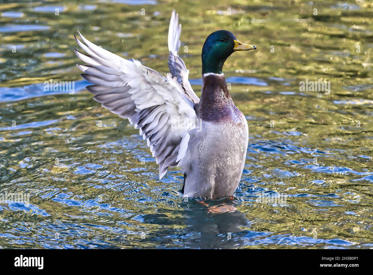 Mallard duck landing on river hi-res stock photography and images - Alamy