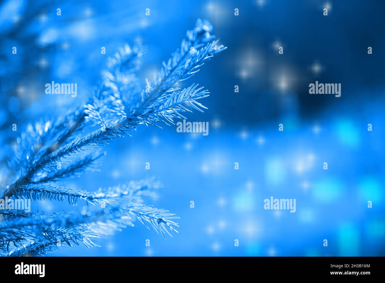 pine tree blue color Stock Photo - Alamy