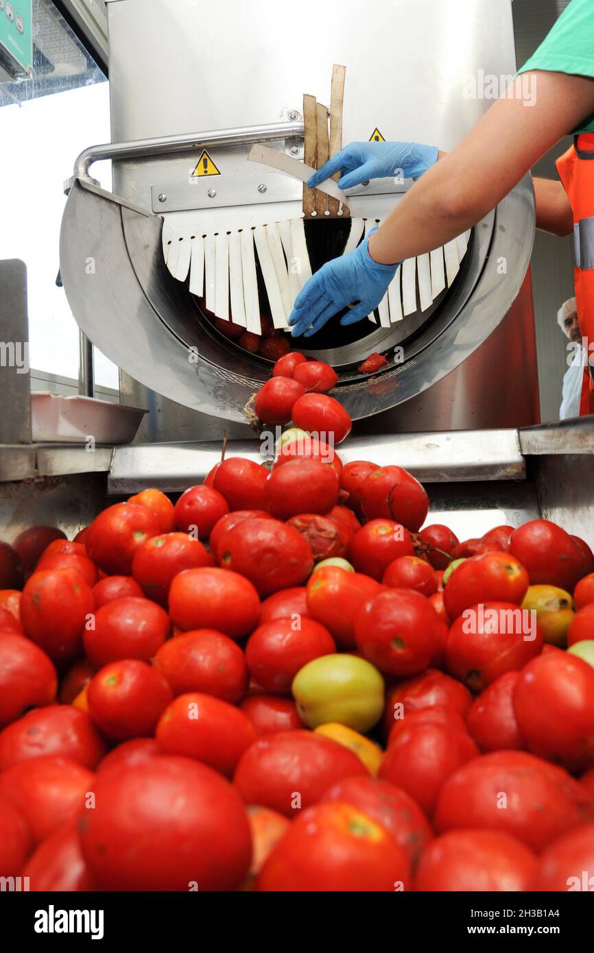 Melfi ( Potenza ) - August. 30.2016 - Factory processing for tomato ...