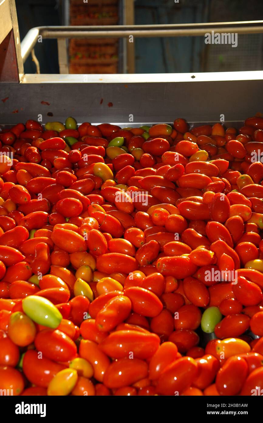Melfi ( Potenza ) - August. 30.2016 - Factory processing for tomato ...