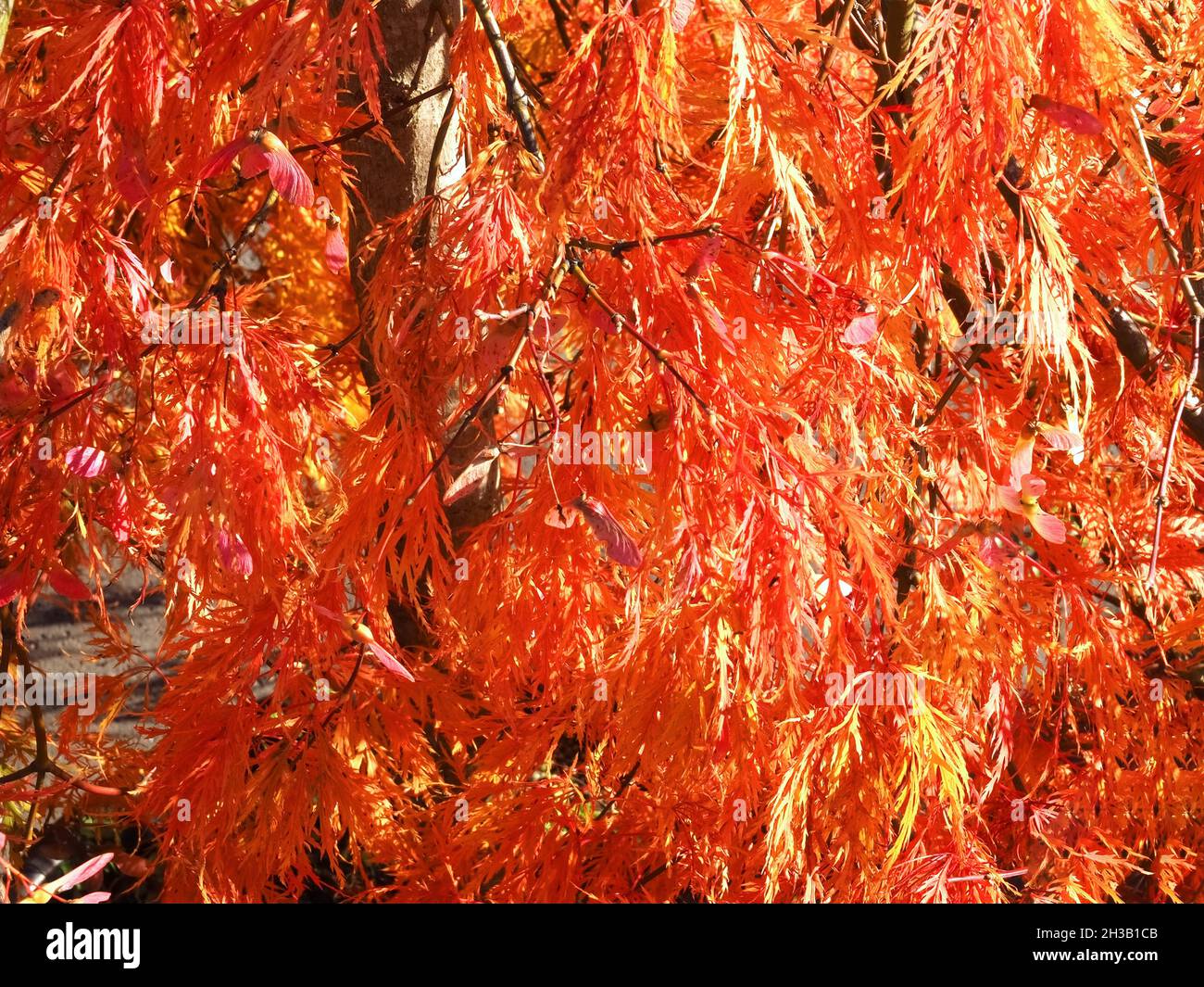 Red leafs of a japanese maple tree Stock Photo - Alamy