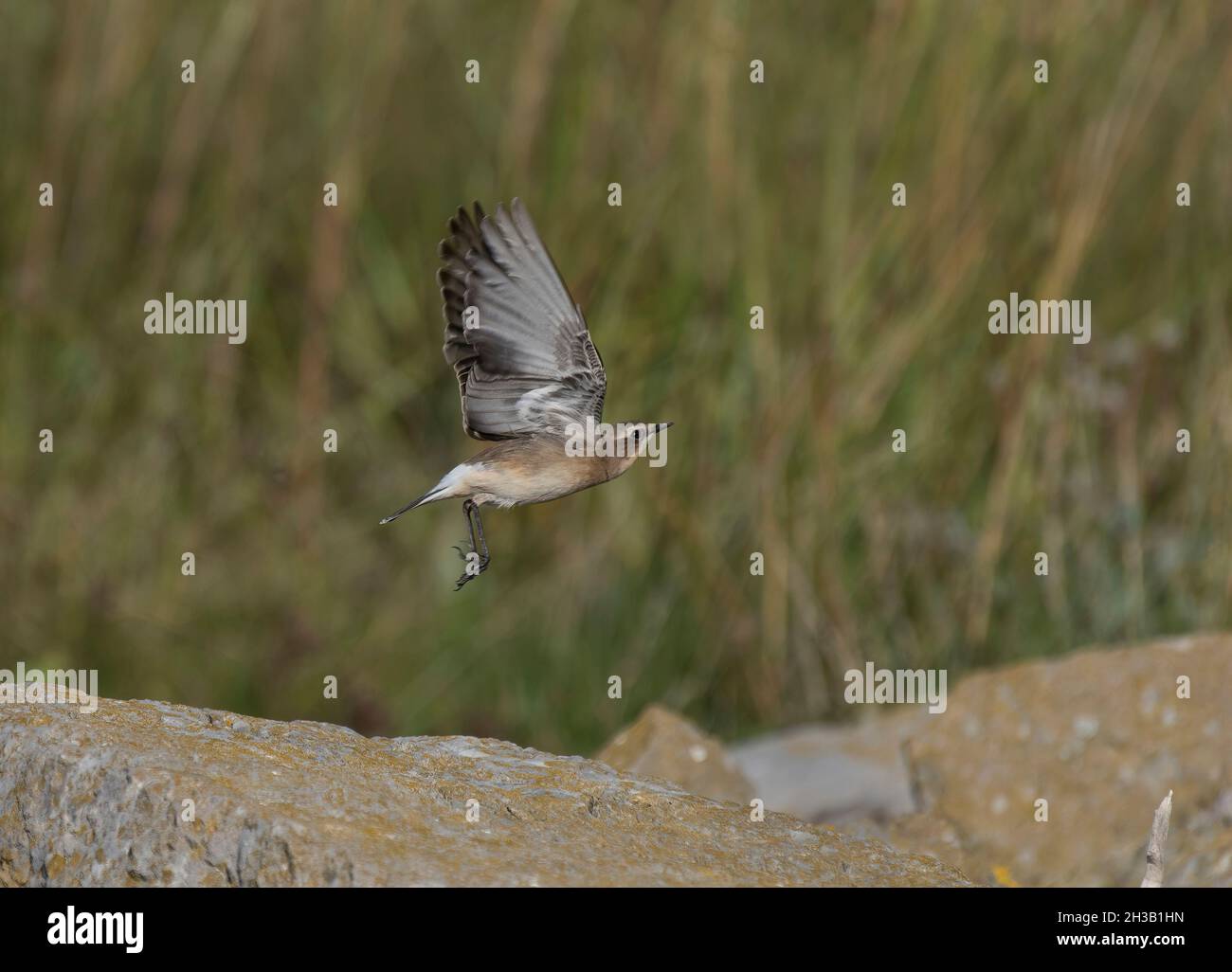 Northern wheatear flight hi-res stock photography and images - Alamy