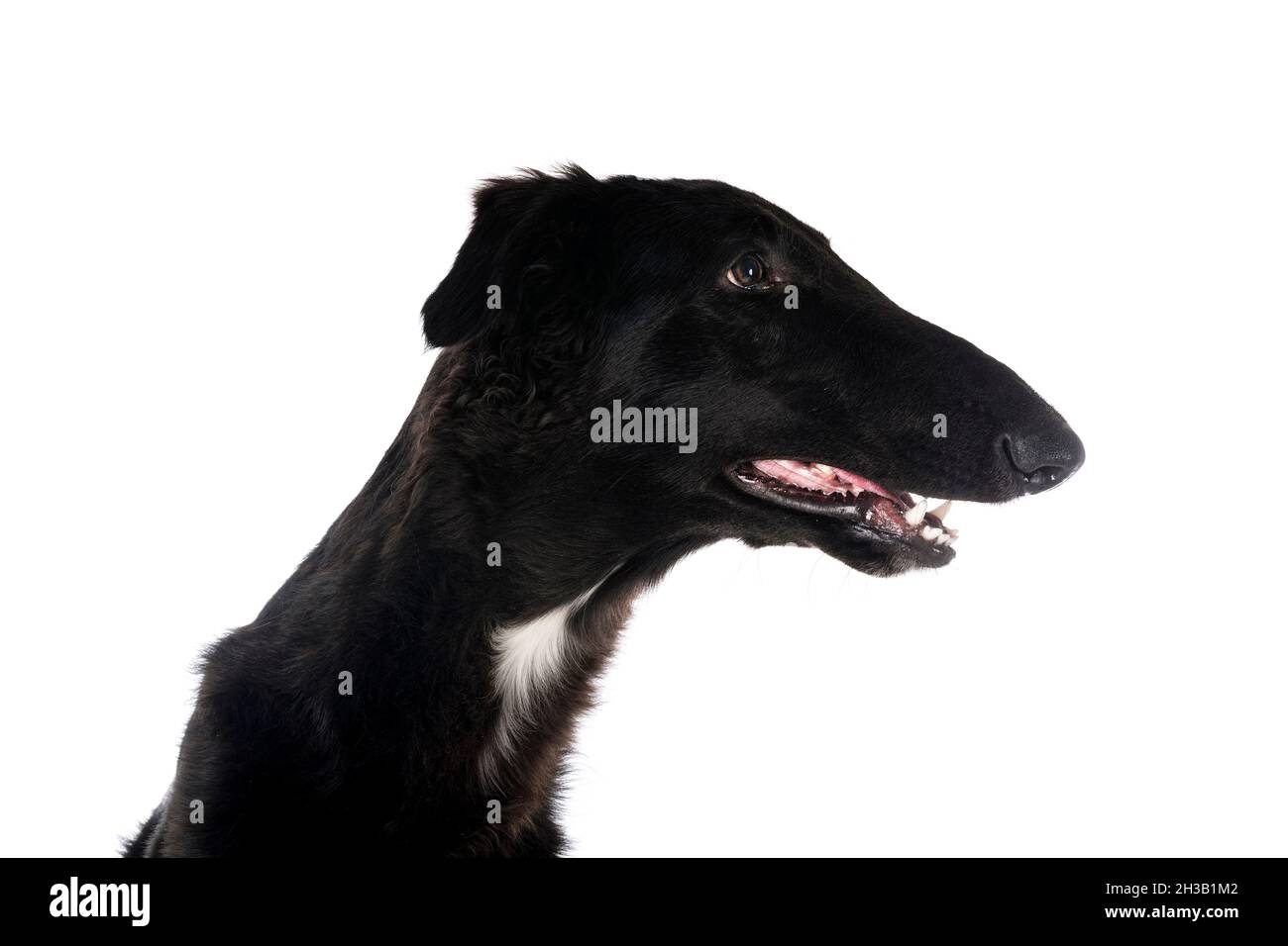 young borzoi in front of white background Stock Photo - Alamy