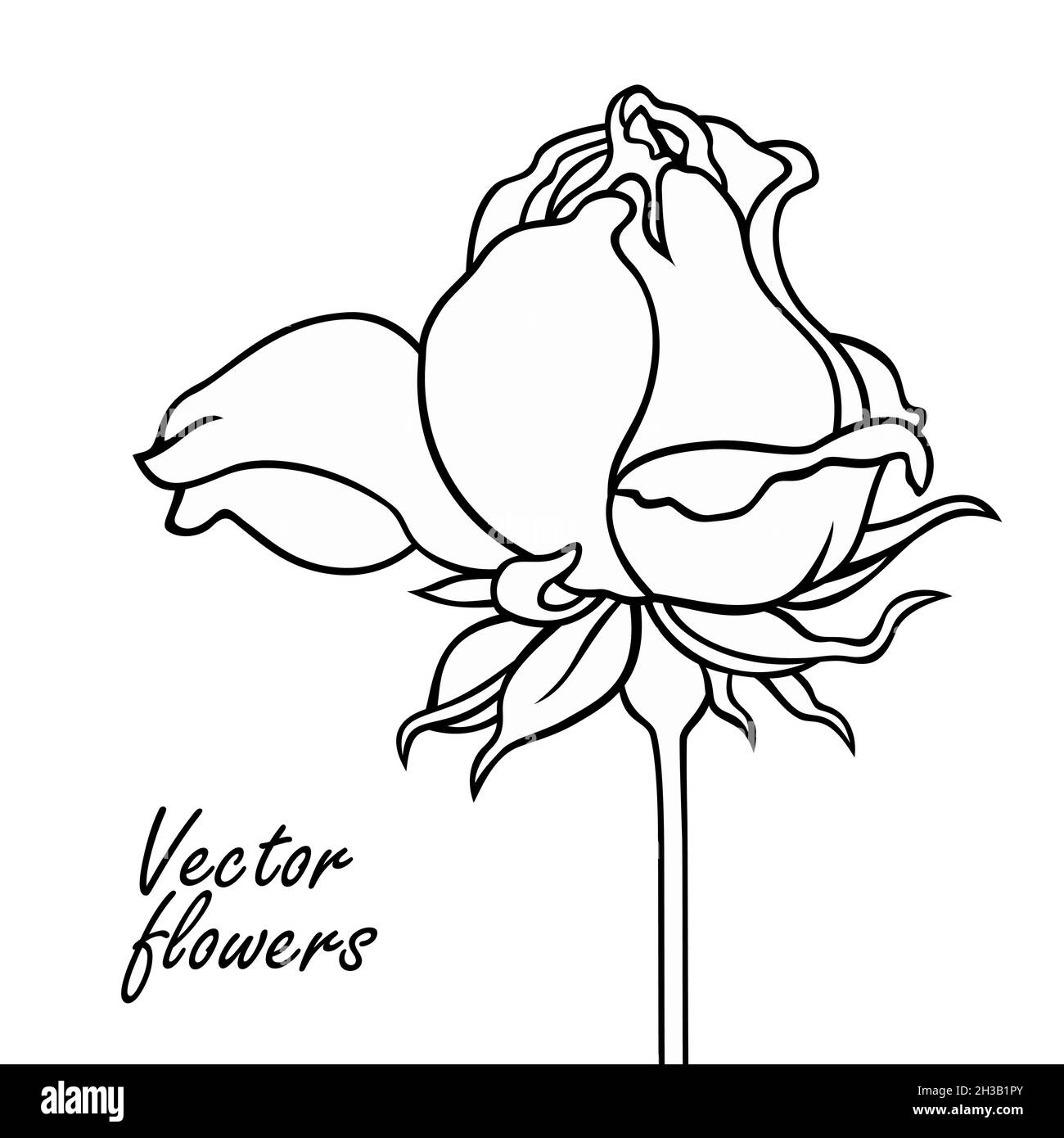 Rose line art vector hand drawn illustration Stock Vector Image & Art ...