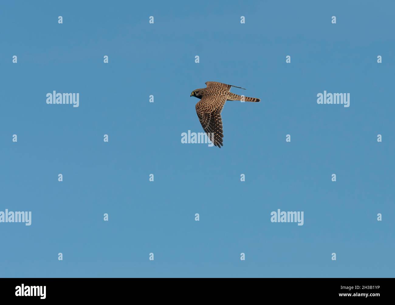 Sparrowhawk in flight hi-res stock photography and images - Alamy