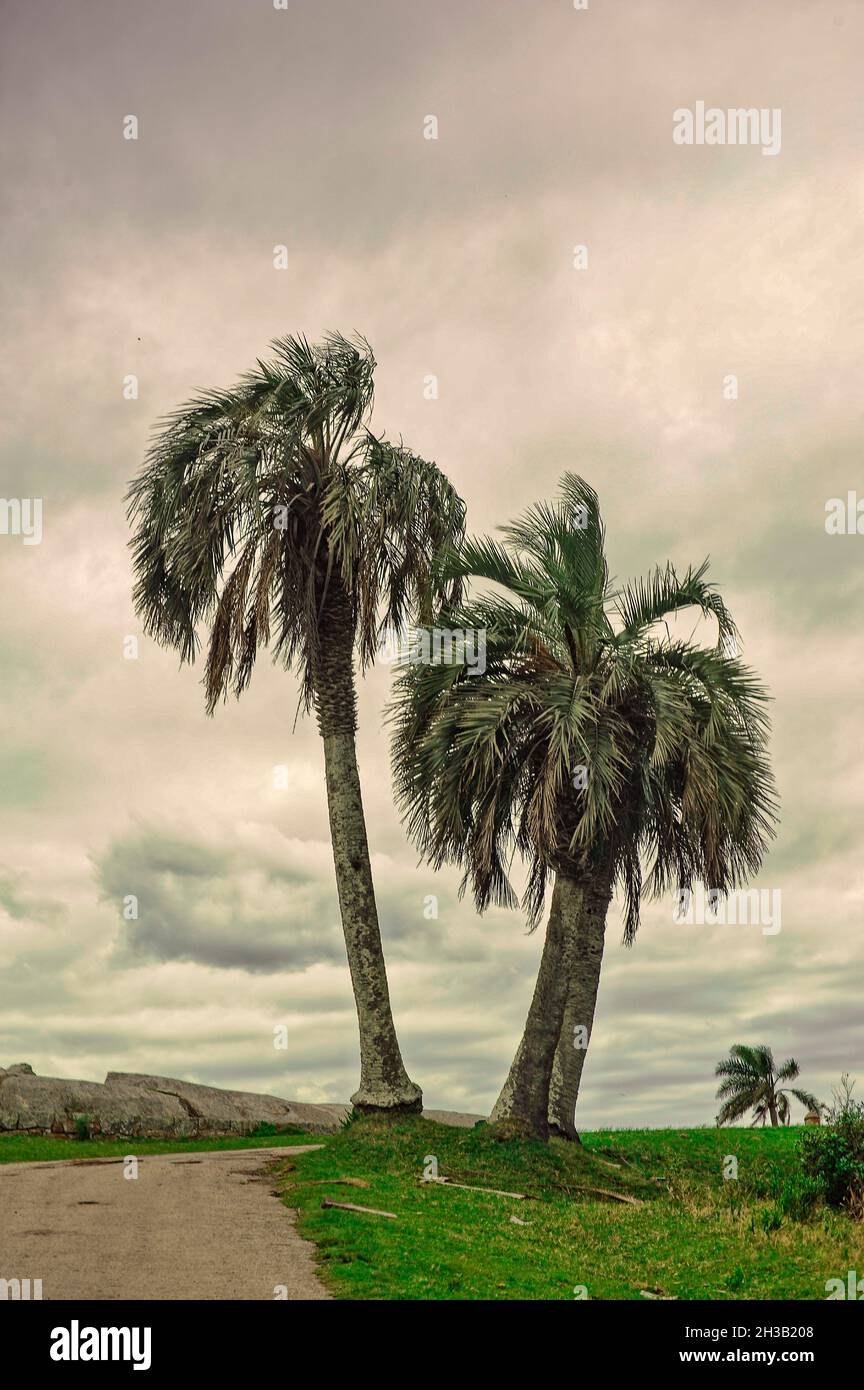 Palm tree clip art hi-res stock photography and images - Alamy