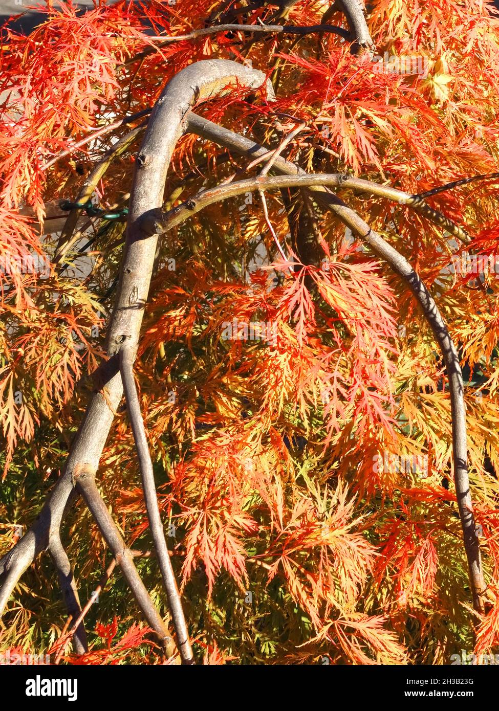 Red leafs of a japanese maple tree Stock Photo - Alamy