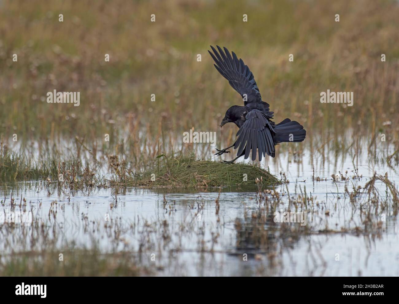 Crow landing hi-res stock photography and images - Alamy