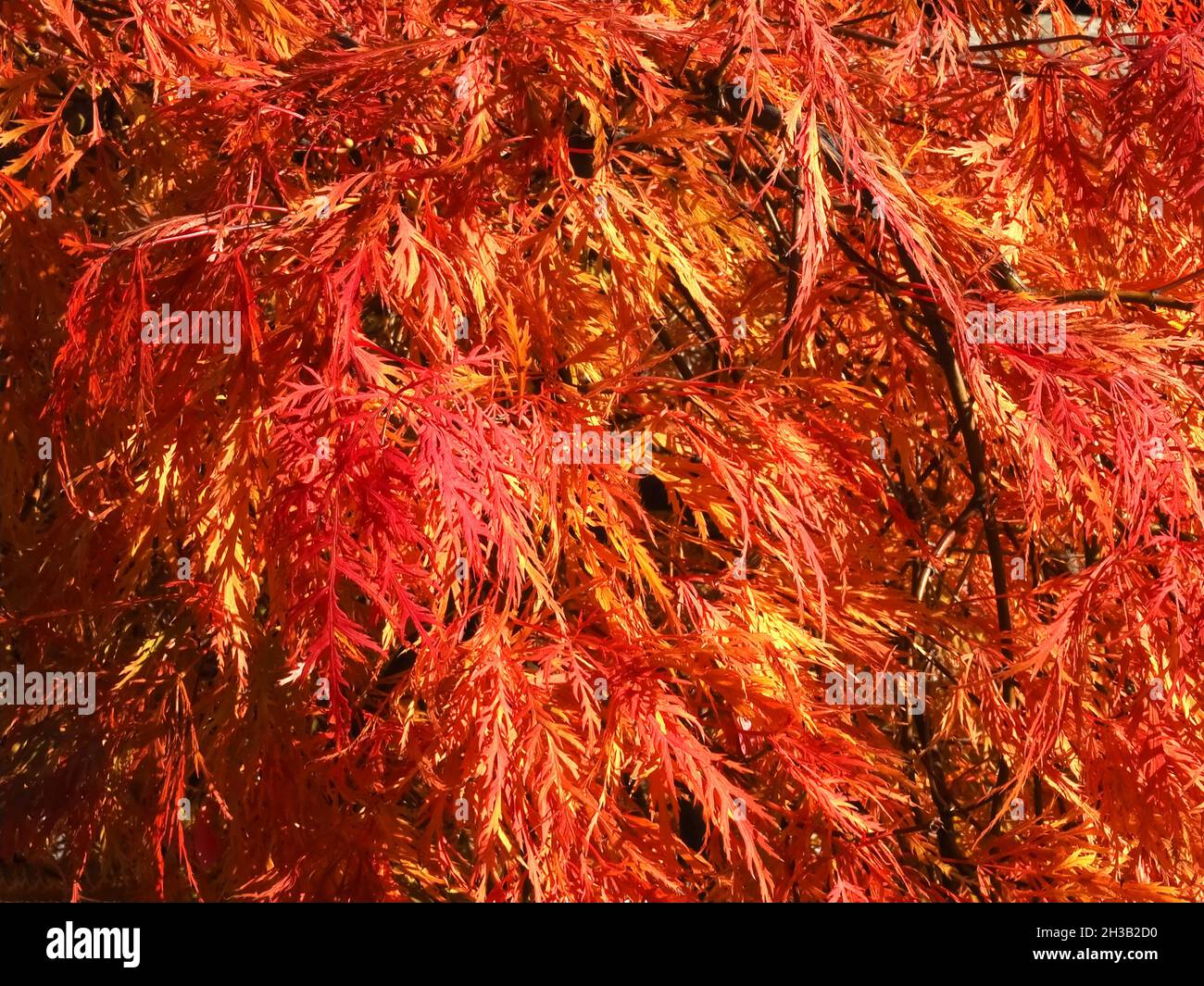 Red leafs of a japanese maple tree Stock Photo - Alamy