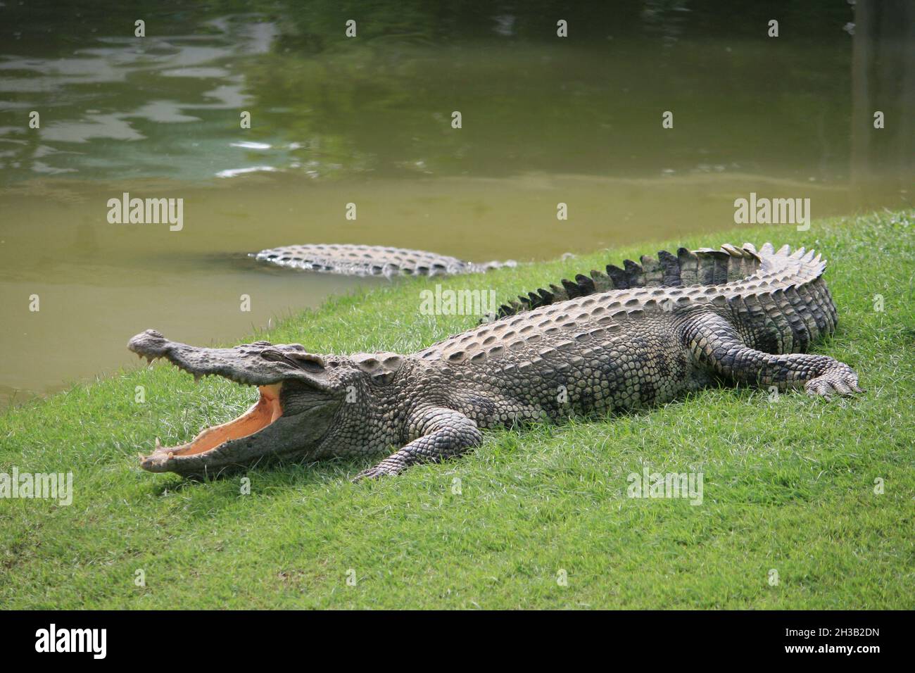 Large alligator hi-res stock photography and images - Alamy