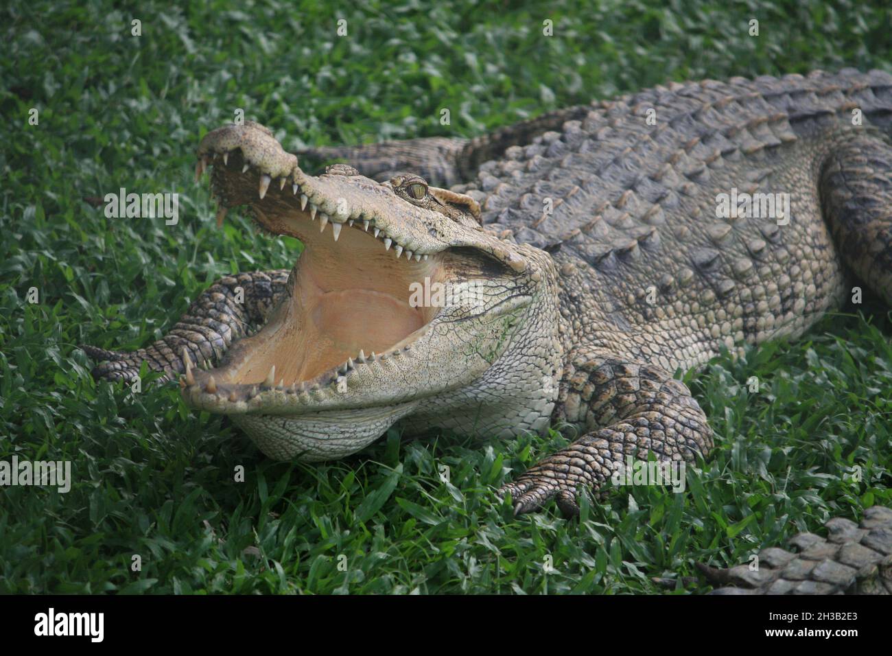 A Large Alligator crossing on the grass Stock Photo - Alamy