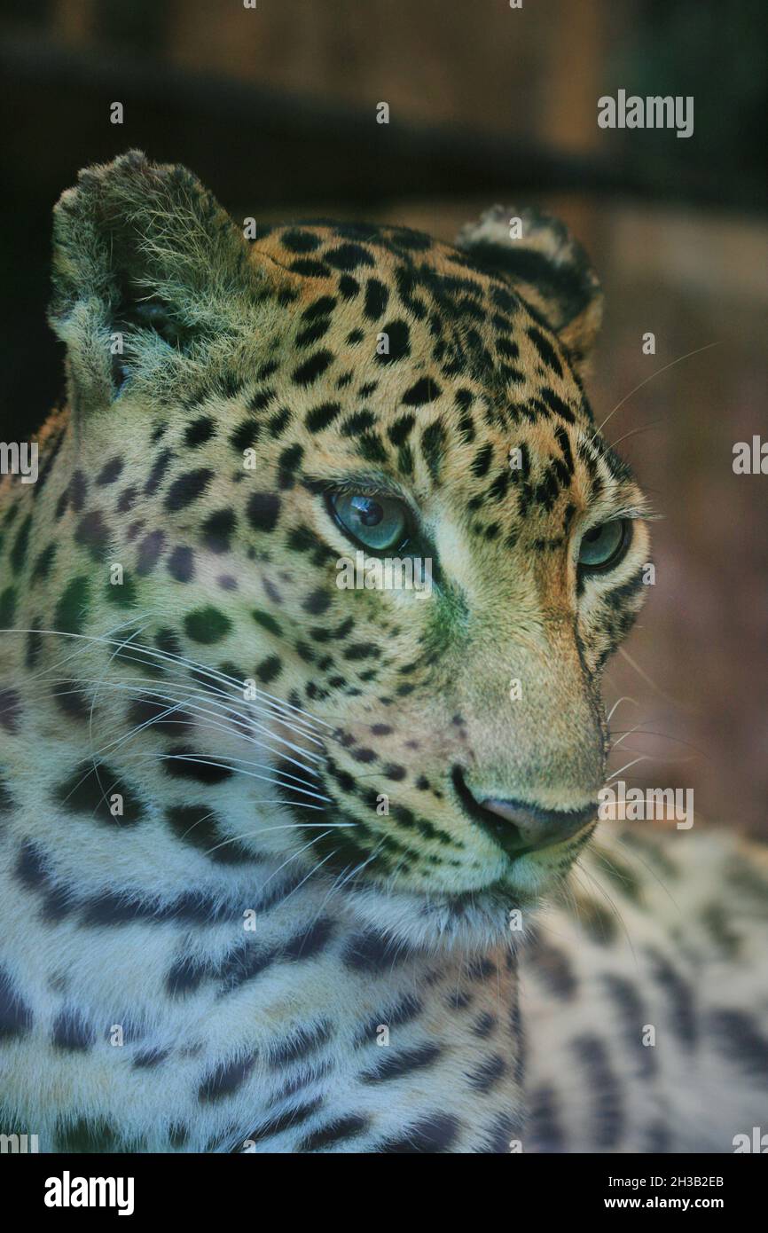 Beautiful Male face leopard Stock Photo - Alamy