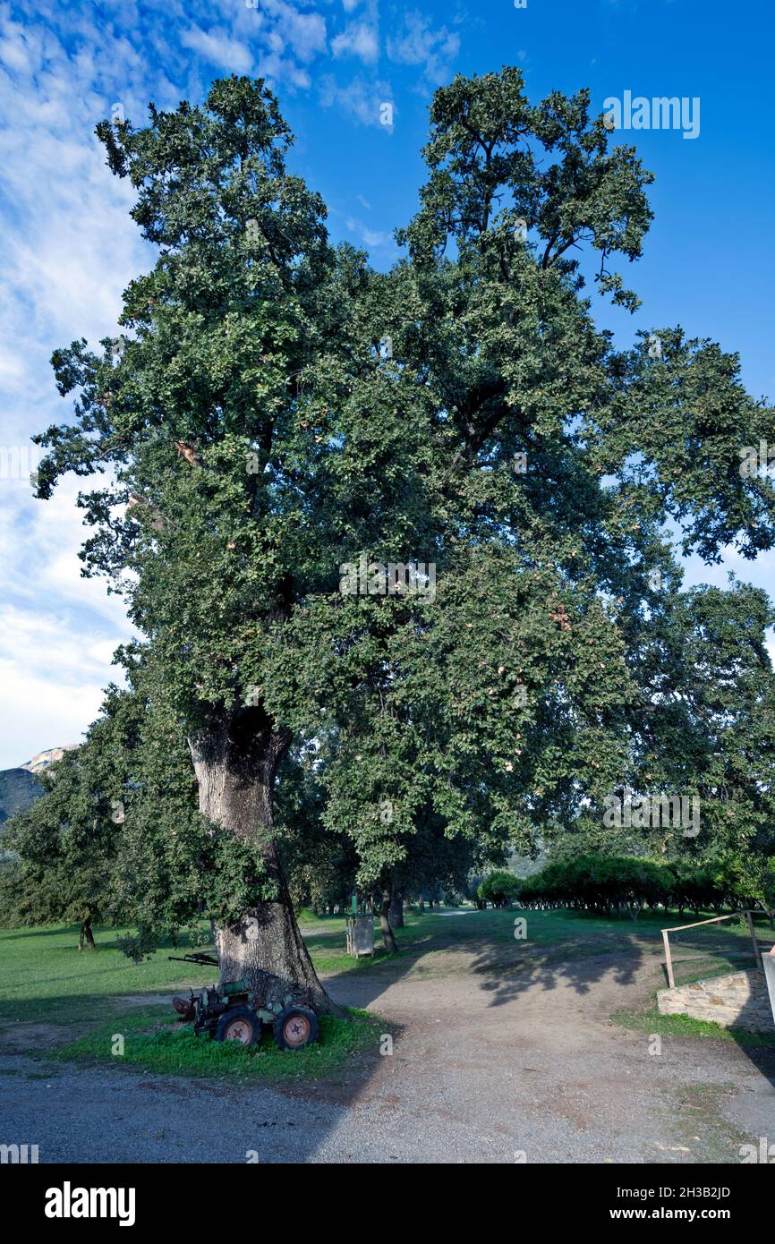 Italy, Calabria, Locri (Rc), oak tree Stock Photo - Alamy