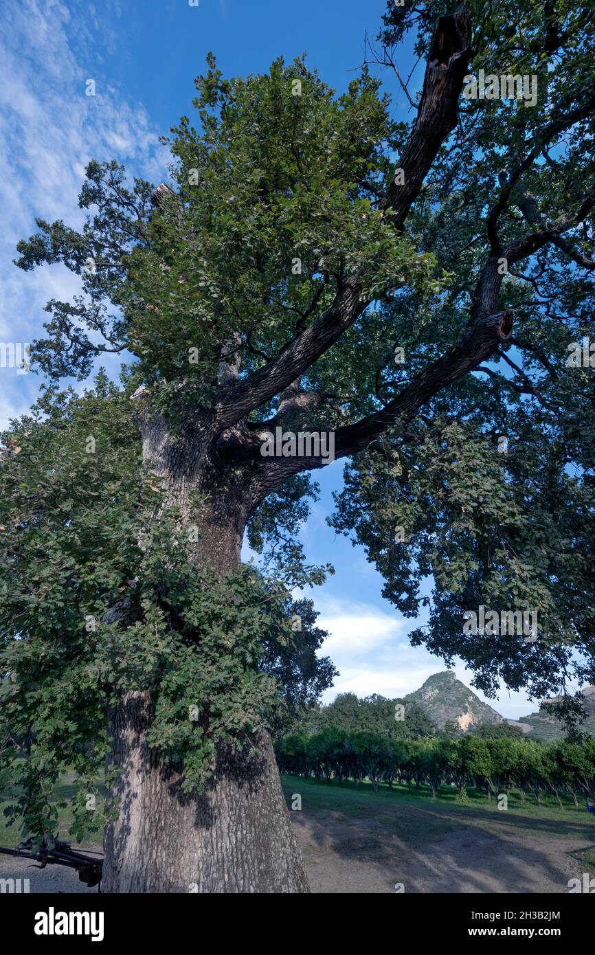 Italy, Calabria, Locri (Rc), oak tree Stock Photo - Alamy