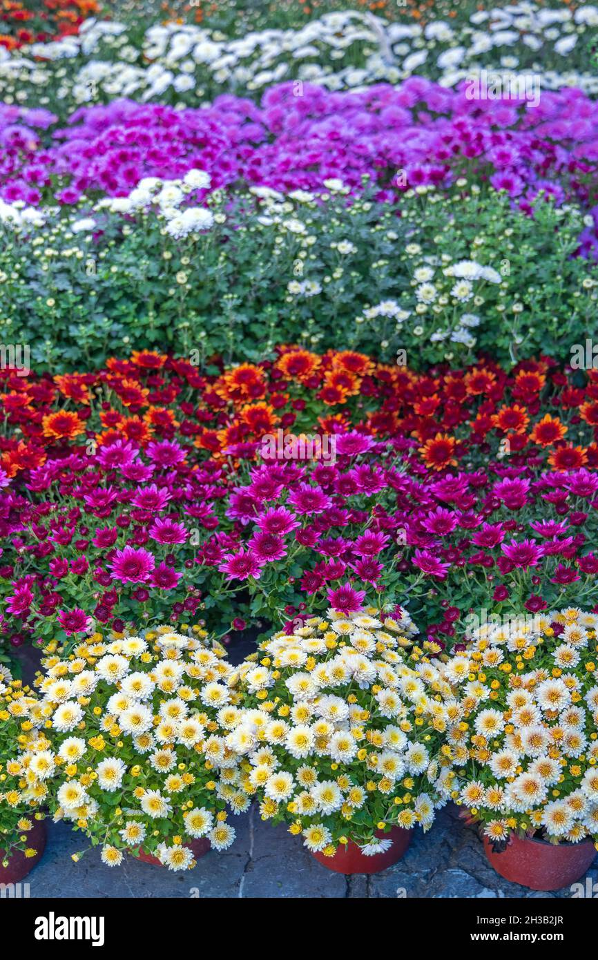 Beautiful Natural Autumn Colourful Flowers in Layers Stock Photo - Alamy