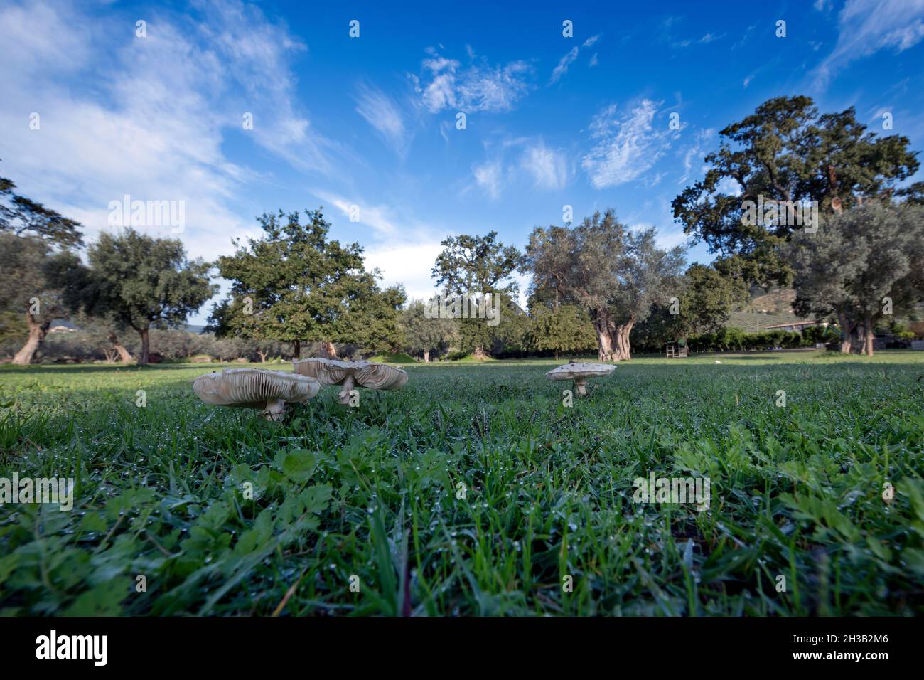 Italy, Calabria, Locri (Rc), holiday farm Stock Photo - Alamy