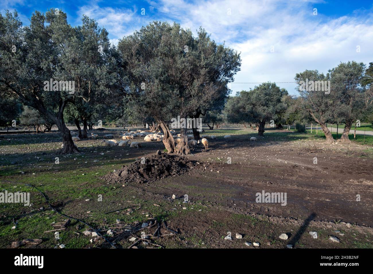 Calabria italy sheep hi-res stock photography and images - Alamy