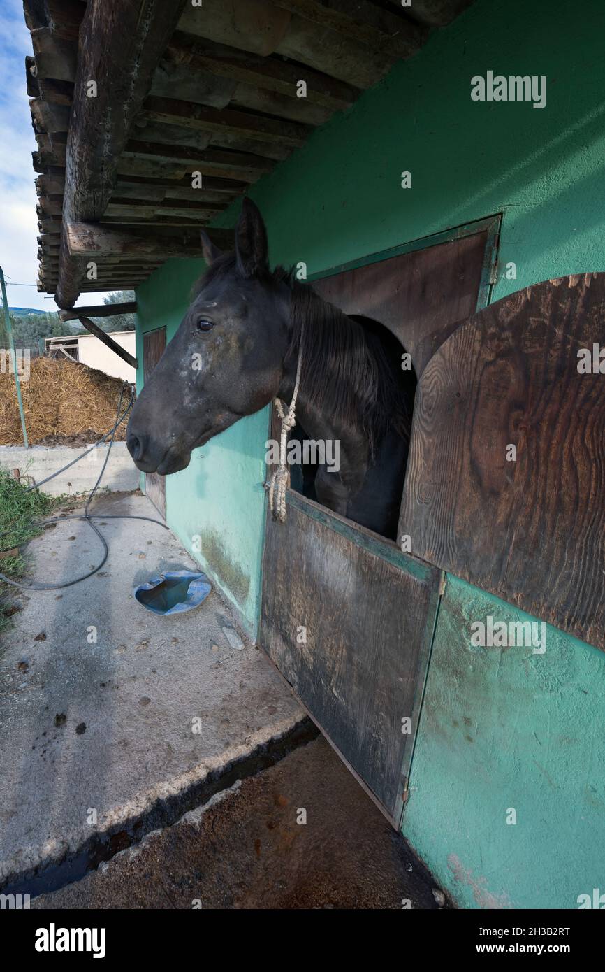 Holiday in farm hi-res stock photography and images - Alamy