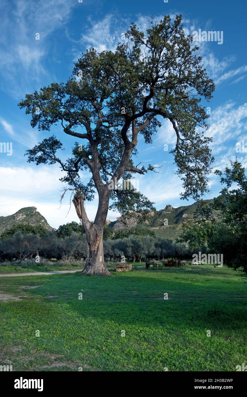 Italy, Calabria, Locri (Rc), oak tree Stock Photo - Alamy