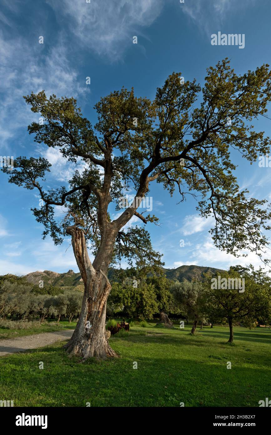 Italy, Calabria, Locri (Rc), oak tree Stock Photo - Alamy