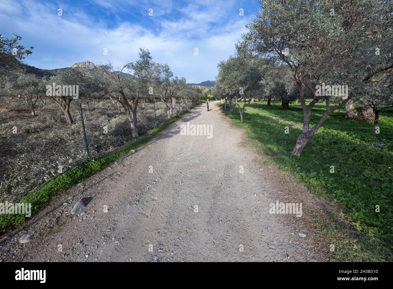Olive grove calabria italy hi-res stock photography and images - Alamy