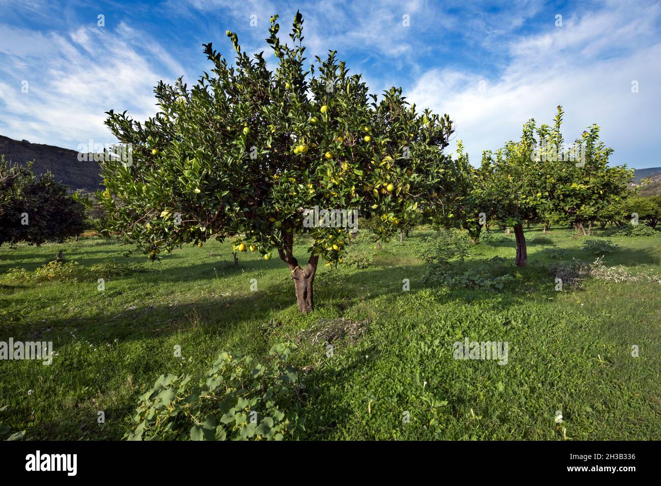 Calabria italy citrus orchard hi-res stock photography and images - Alamy