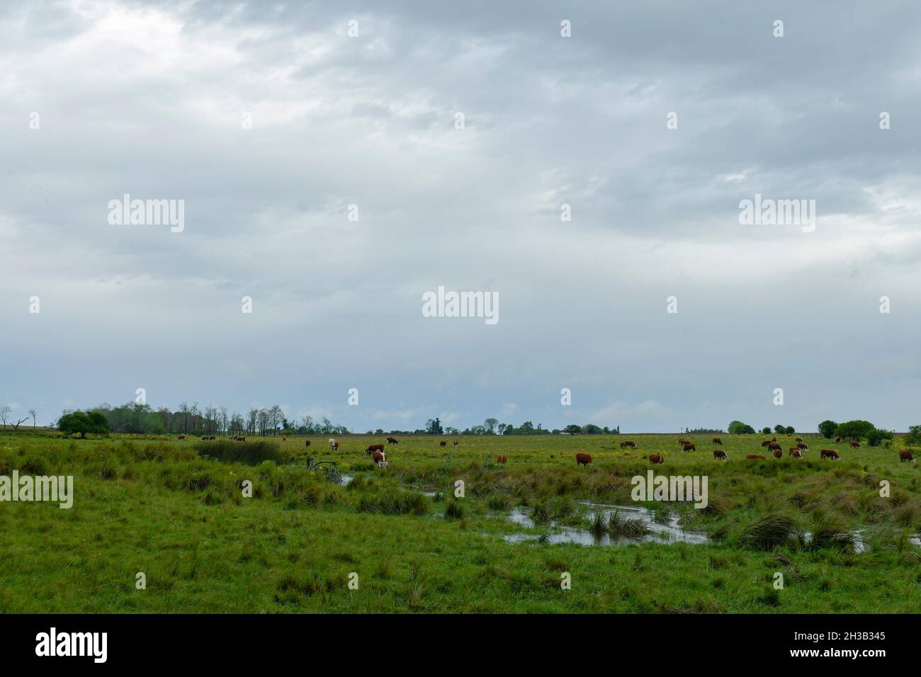 Uruguayan forest hi-res stock photography and images - Alamy