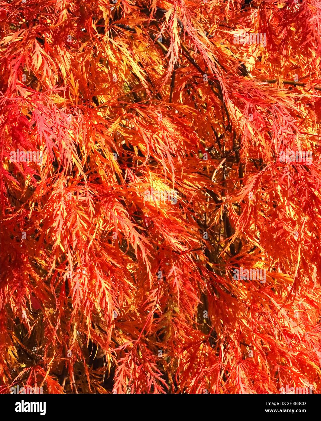 Red leafs of a japanese maple tree Stock Photo - Alamy